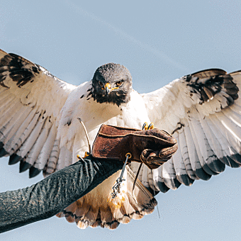 Intro to Falconry Lesson | Virgin Experience Gifts